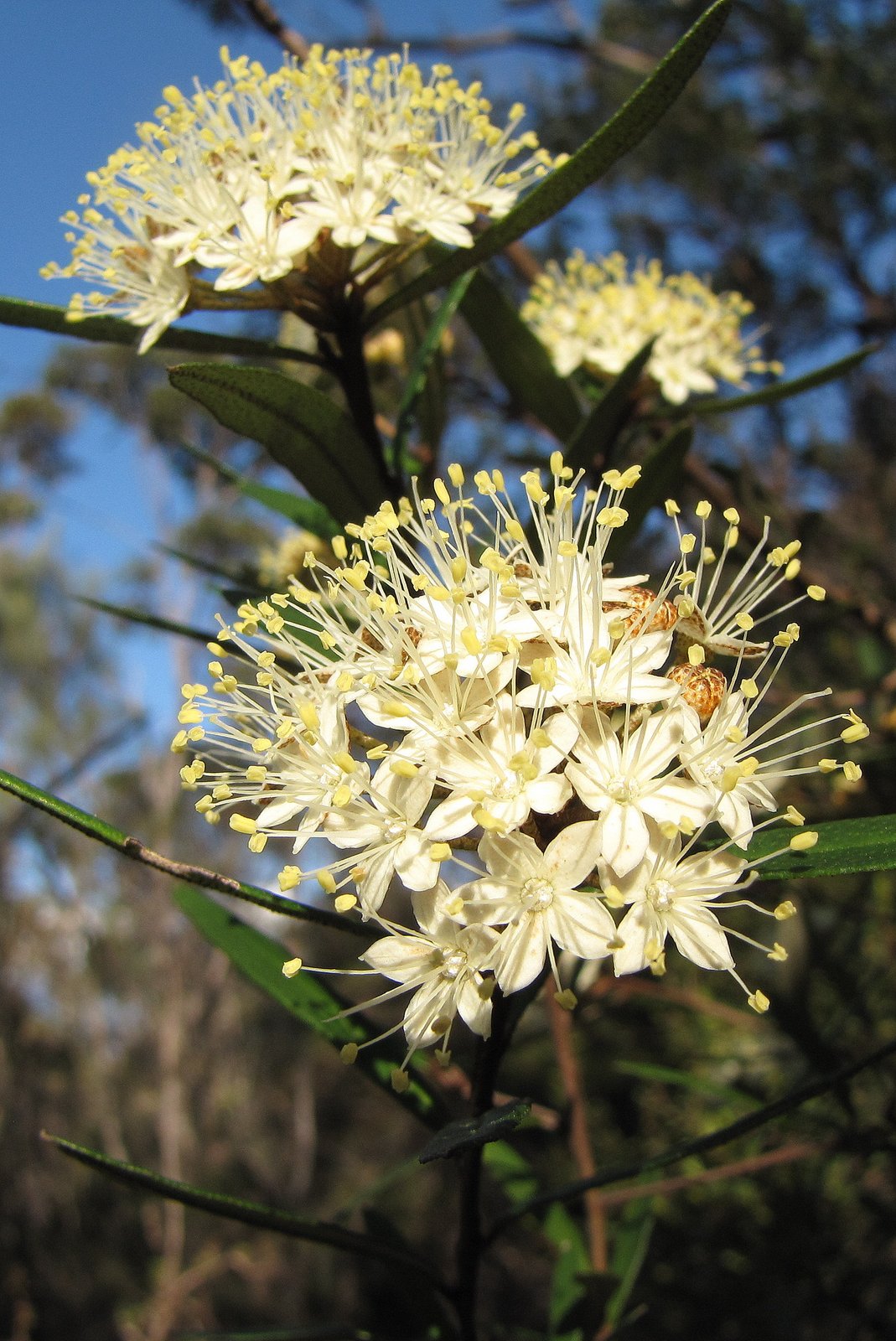 Sydney's Wildflowers and Native Plants: Phebalium squamulosum - Scaly ...