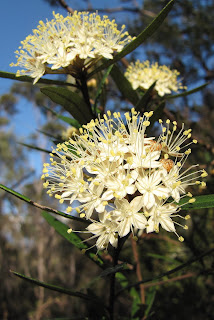 Sydney's Wildflowers and Native Plants: Phebalium squamulosum - Scaly ...