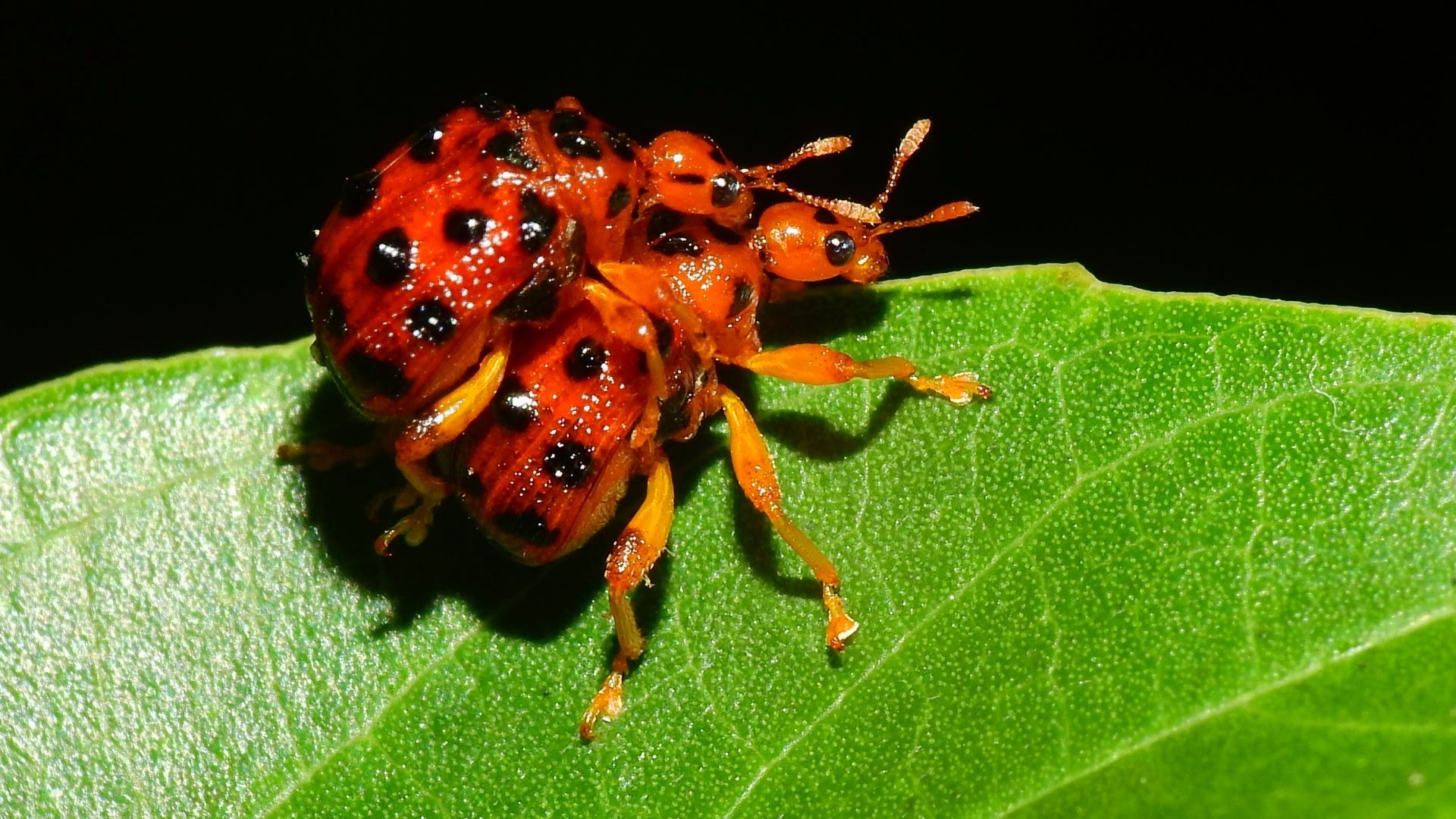 台灣-鳥類與昆蟲-自然觀察記錄: 黑點捲葉象鼻蟲 Agomadaranus pardaloides