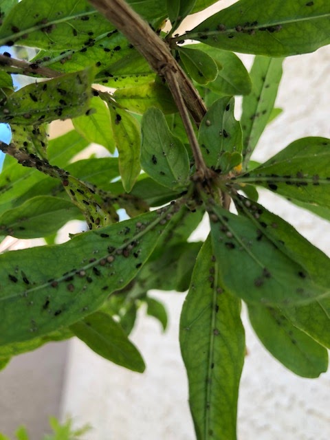 Xtremehorticulture of the Desert: Controlling Ants in Oak Tree