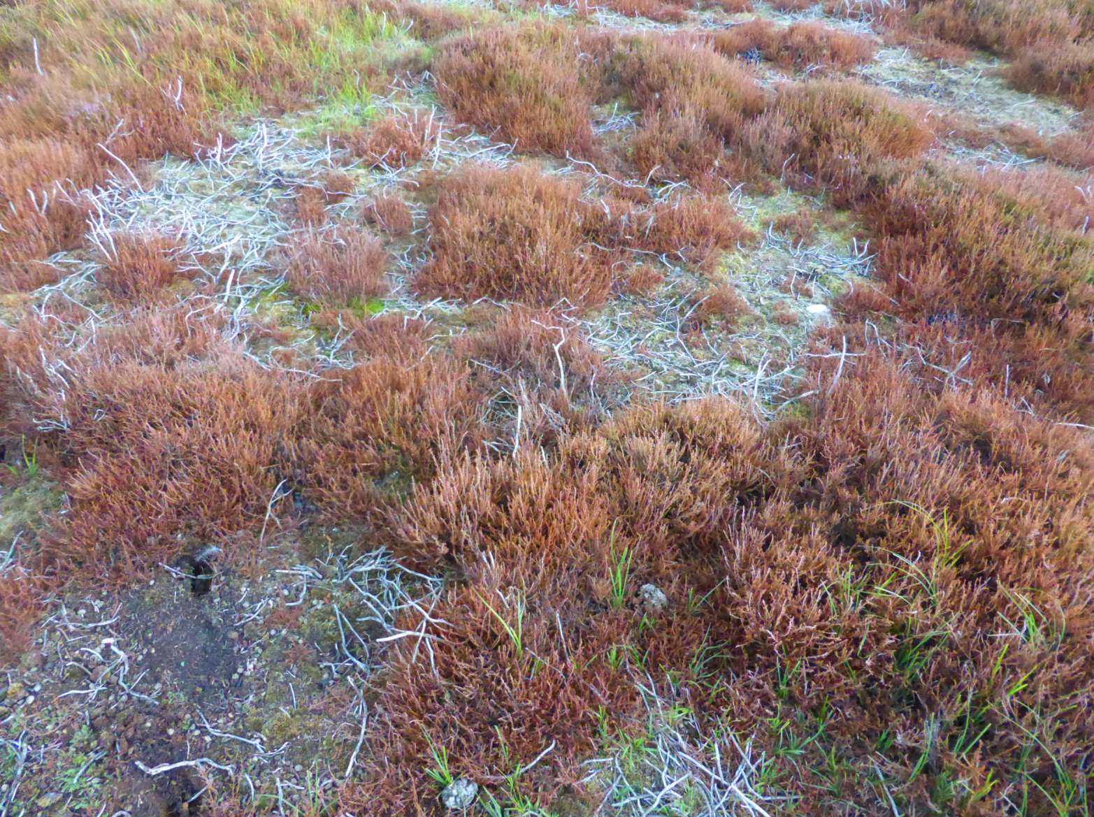 The Heather Trust: Heather Beetle 2018