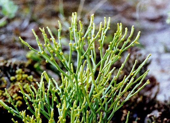 Kingdom Plantae - EDUBIO