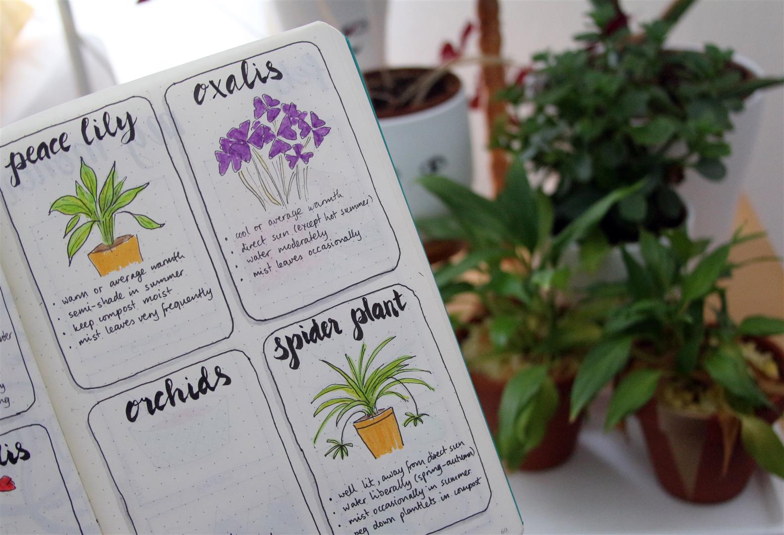emuse: Bullet journal ideas: Plant care