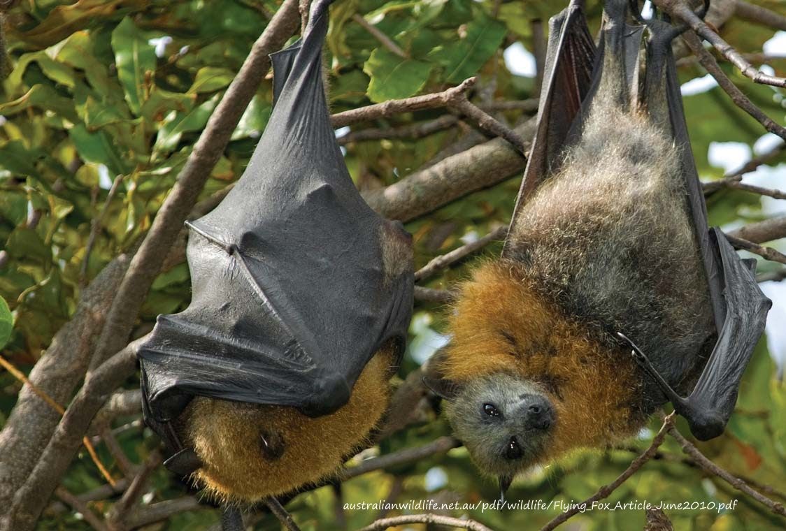 Megabat, Flying-fox, Fruit Bat Article - australianwildlife.net.au