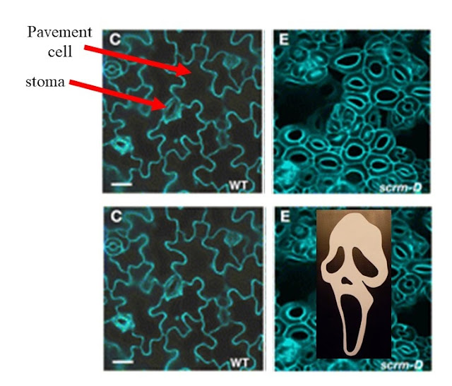 Mutant Series: SCREAM (SCRM)