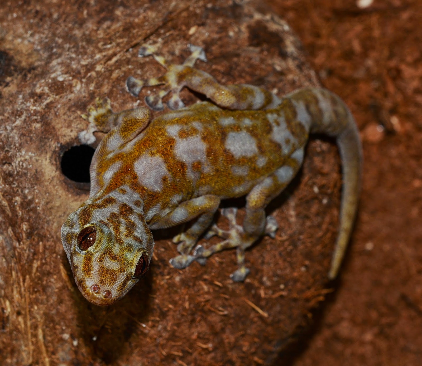 Diaz Lab Reptiles: Geckos