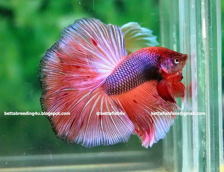 Dumbo salamander plakat betta :D : r/Aquariums