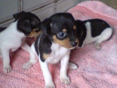 Cães de Raça, pequenos, grandes, inteligentes e perigosos: Terrier ...