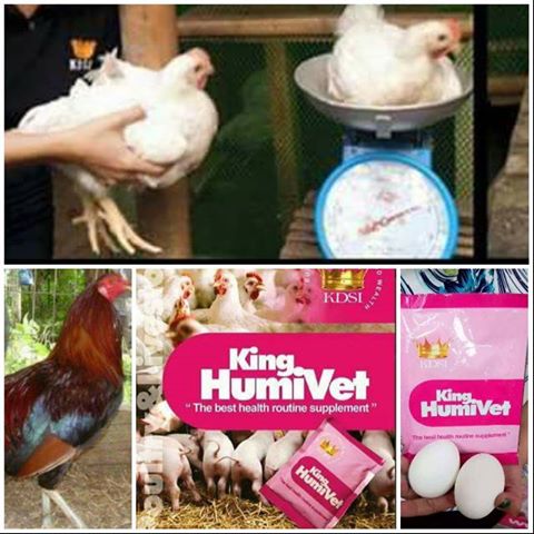 How to Impove Egg Production in Poultry Layers Farming | Smart ...