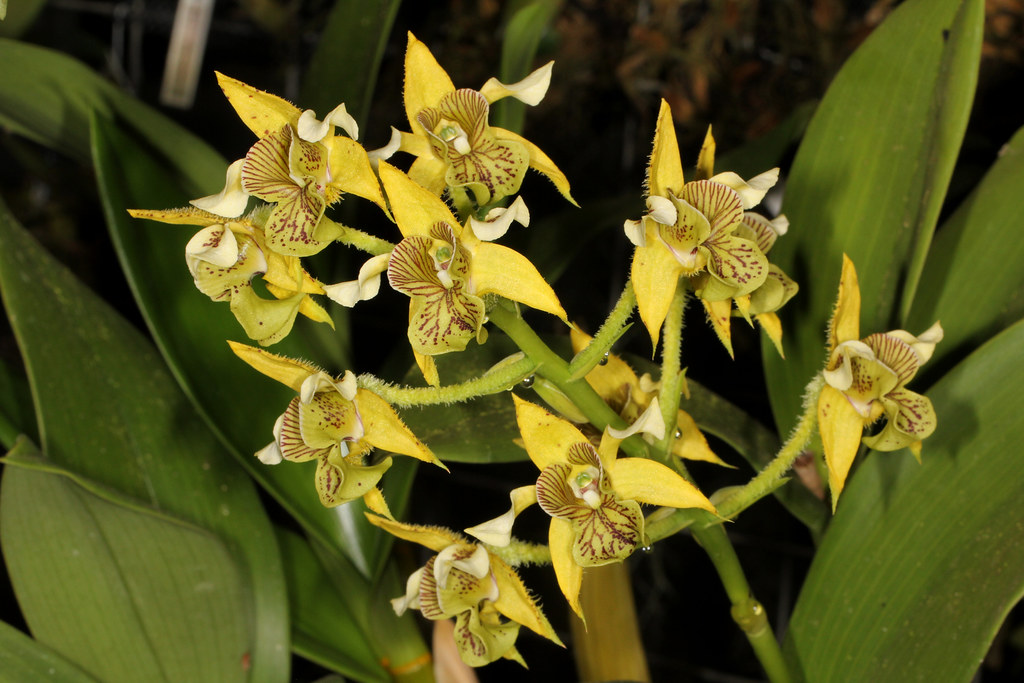 Dendrobium macrophyllum care and culture | Travaldo's blog