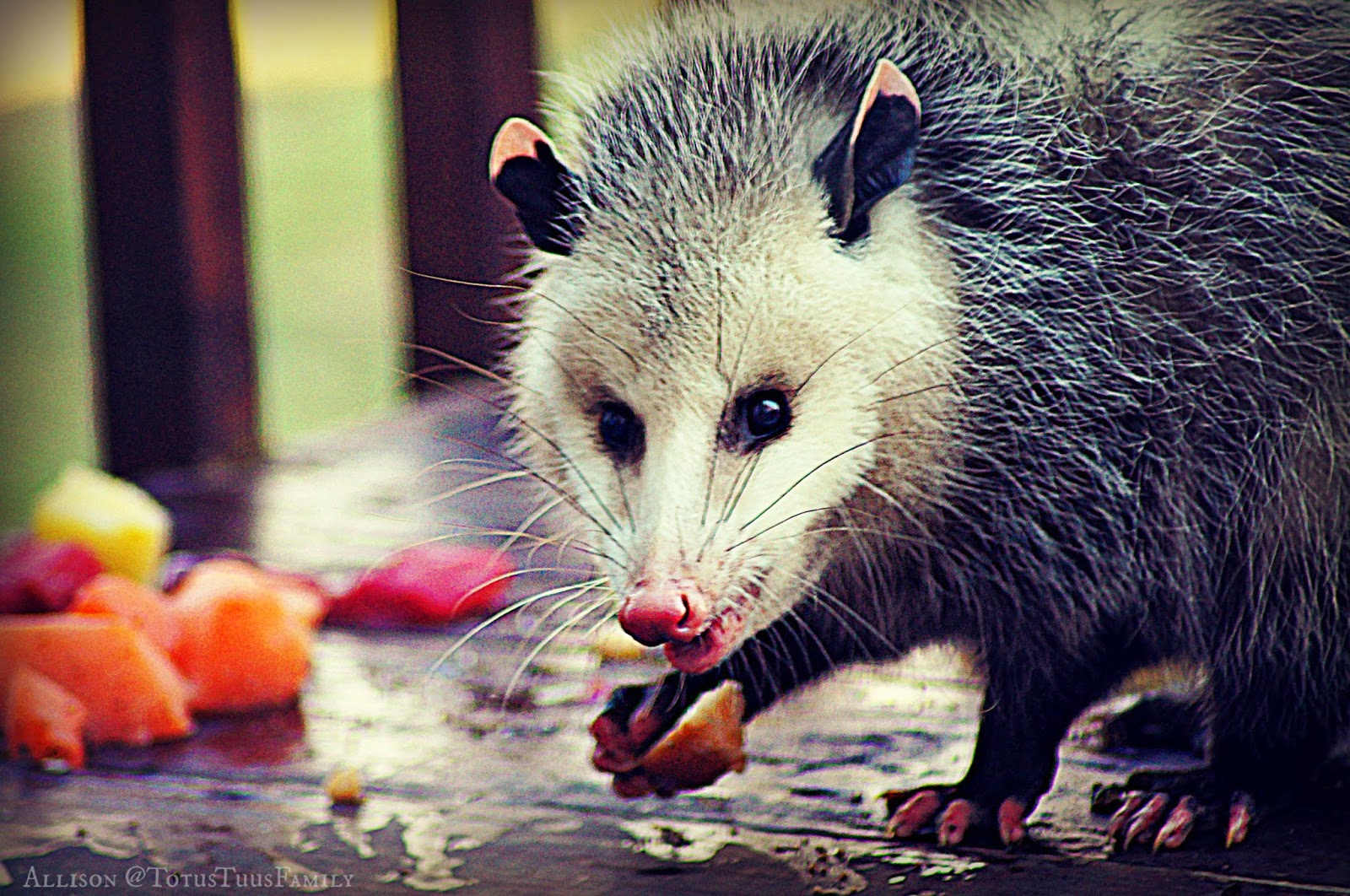 What Does the Possum Say? - Totus Tuus Family & Catholic Homeschool