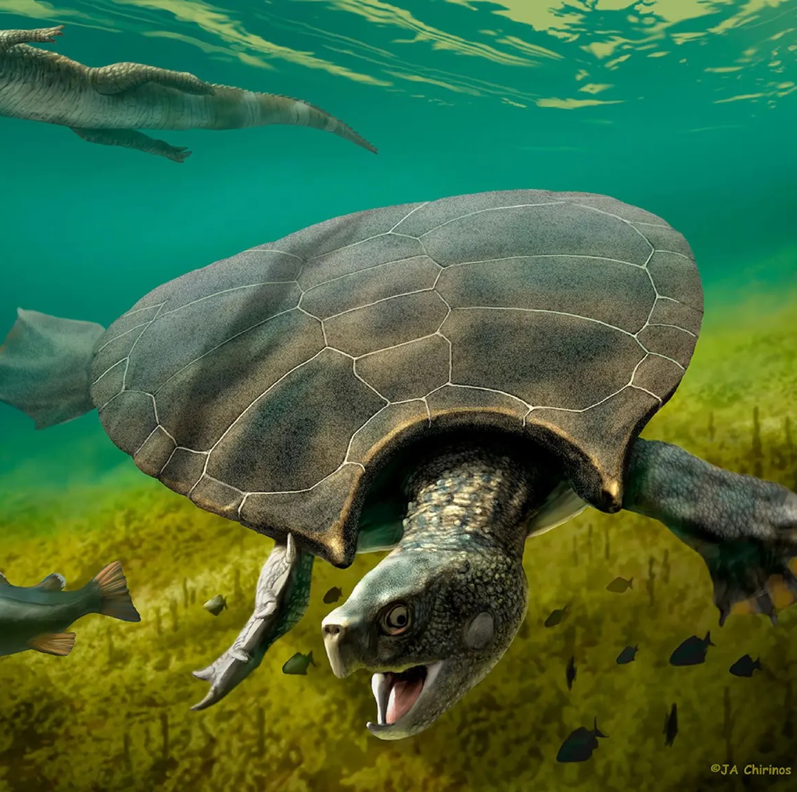 Species New to Science: [Paleontology • 2020] Stupendemys geographicus ...