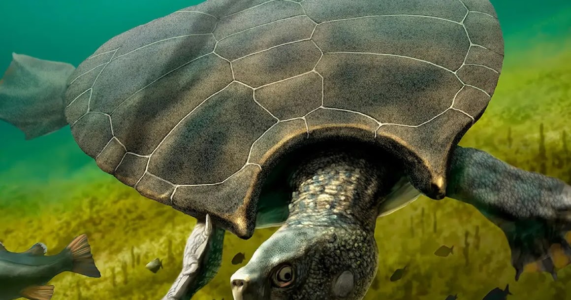 Species New to Science: [Paleontology • 2020] Stupendemys geographicus ...