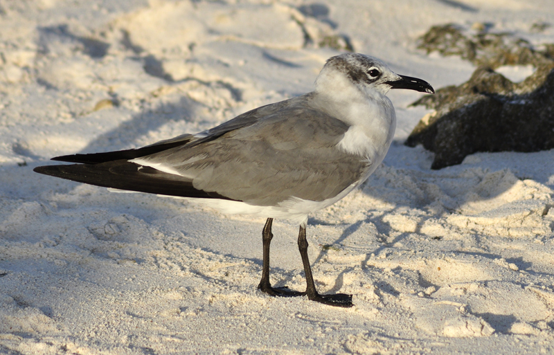 Birds Gone Wild: Mexico--arena, agua, cielo (sand, water, sky) (#198-201)