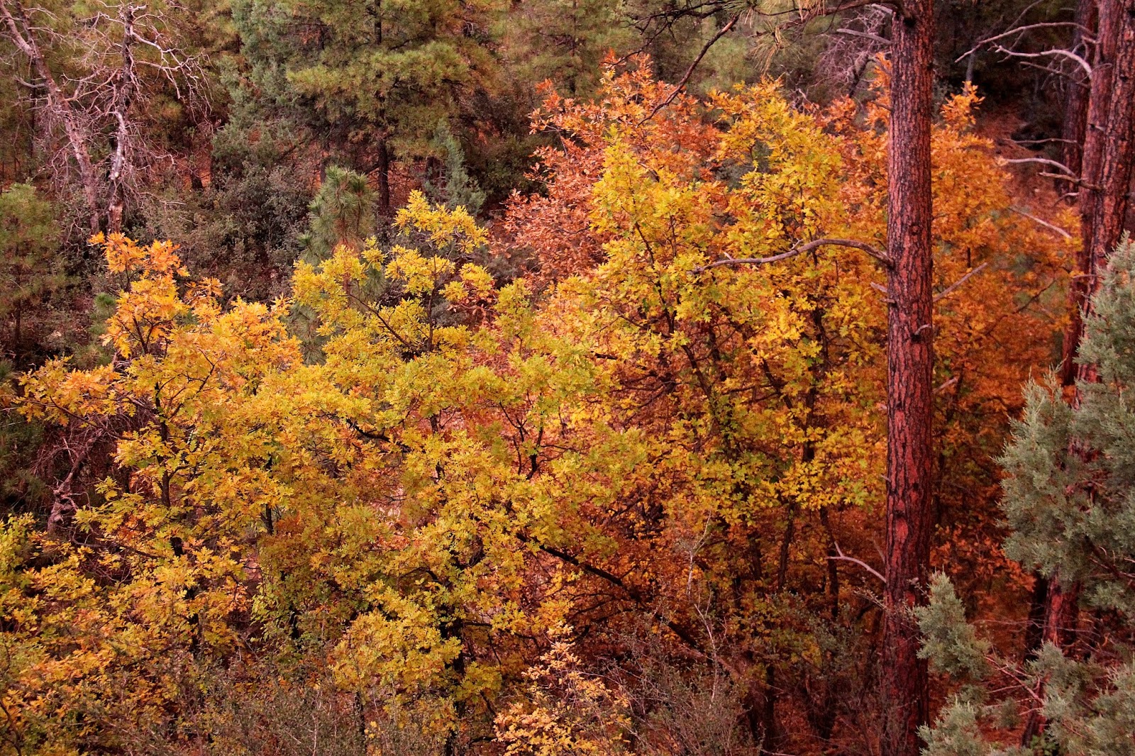 Simplicity Itself Photography: Autumn Photography In Prescott Arizona