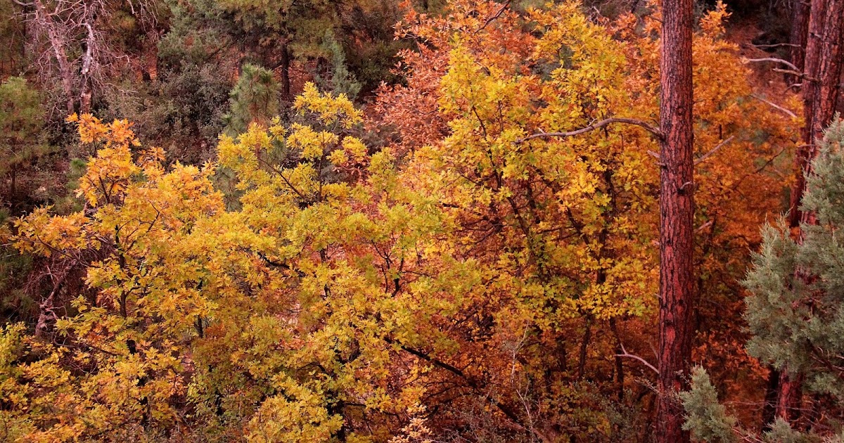 Simplicity Itself Photography: Autumn Photography In Prescott Arizona