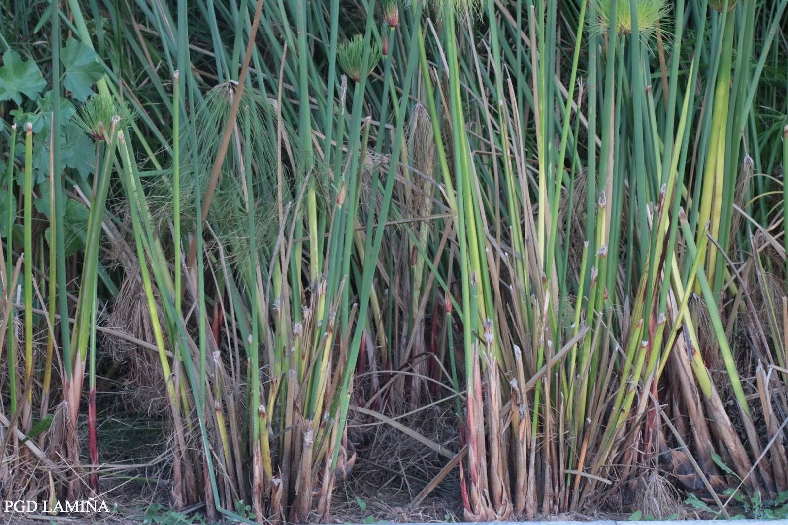CYPERUS PAPYRUS, Cv. NANUS. papiro.
