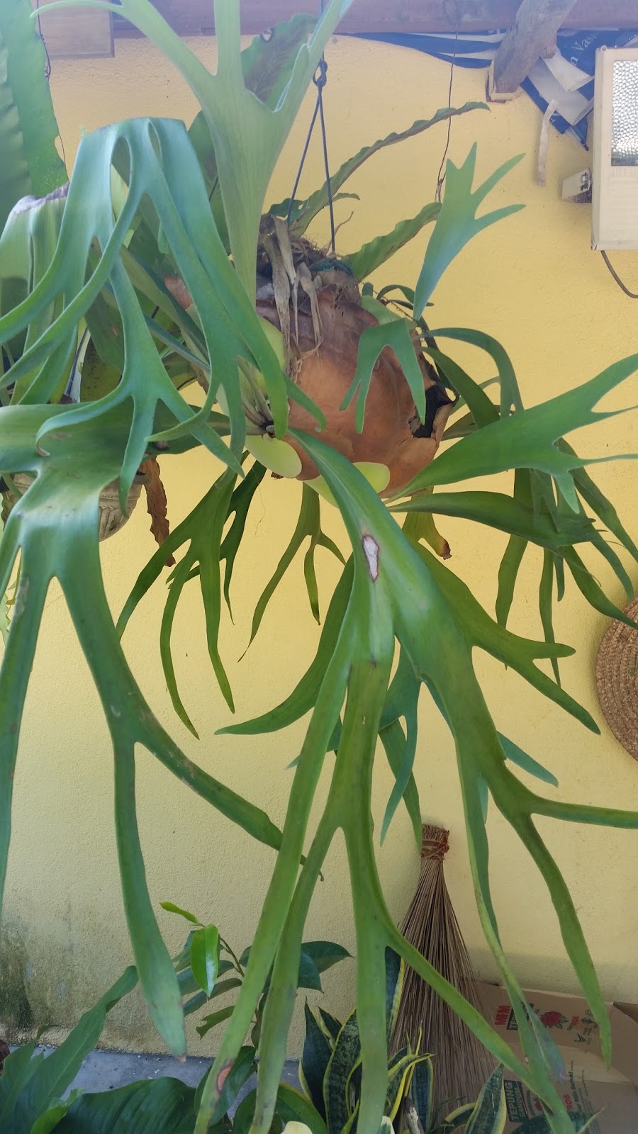 Warisan Petani: Pokok Tanduk Rusa.