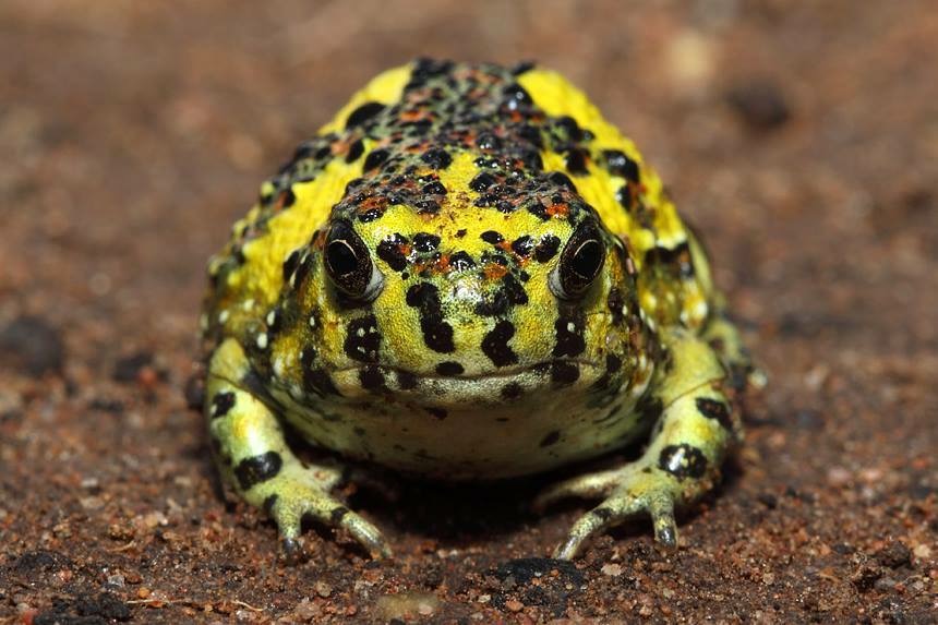 Sapo | Espécies de Sapos