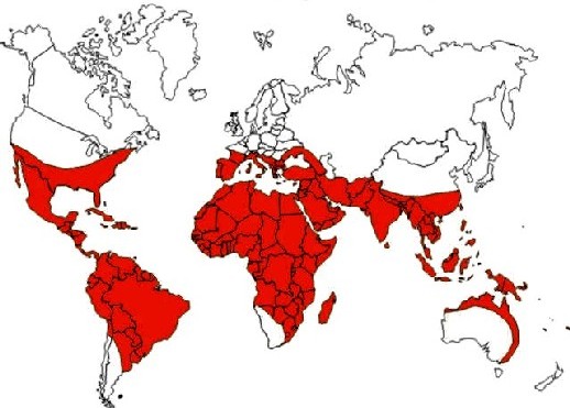 Microbiología y Epidemiología: Lo que hay que saber del dengue