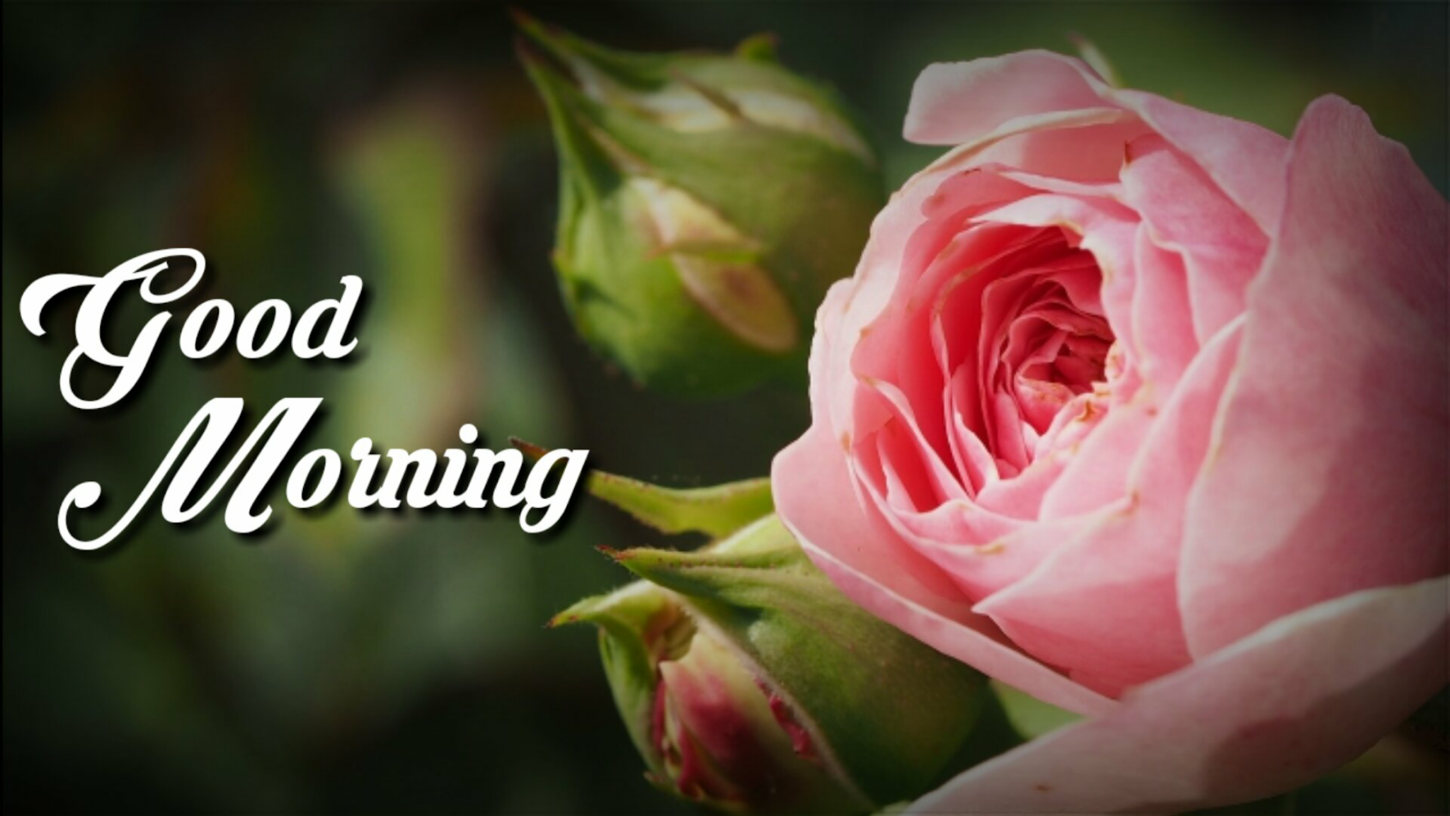 Good Morning Quotes With Roses