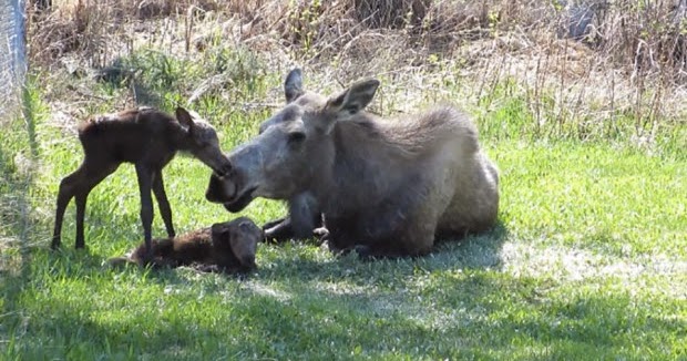 White Wolf : Moose Gives Birth to Twins in Backyard [VIDEO]