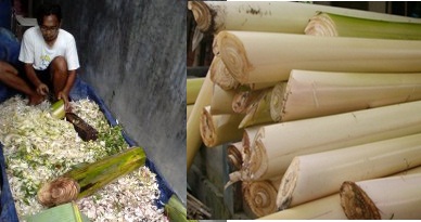 Cara Membuat Pakan Kambing Atau Domba Dari Pohon Pisang | SOC ( Suplemen Organik Cair ) HCS ...