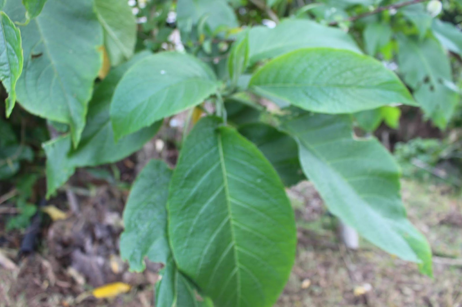 PROYECTO ESCA 099: Plantas Nativas