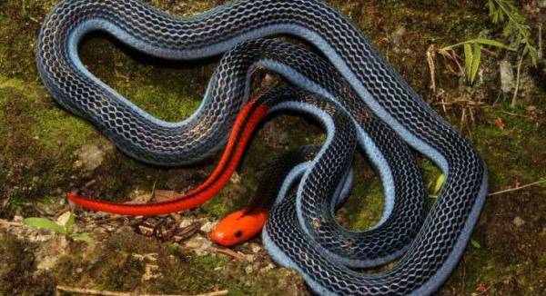 EKOGEO: JENIS-JENIS ULAR BERBISA SUKU ELAPIDAE DI INDONESIA