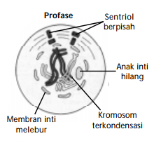 Biologi SMABA: Pembelahan Mitosis