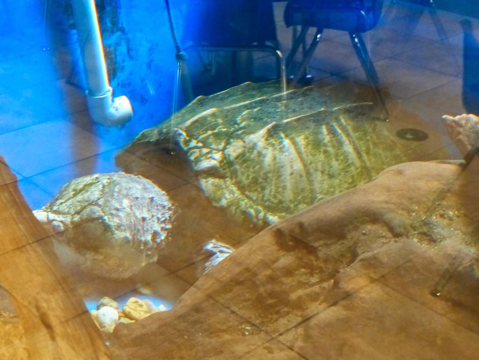 The Continuing Adventures of Jud: THE AMAZING ALLIGATOR SNAPPING TURTLE