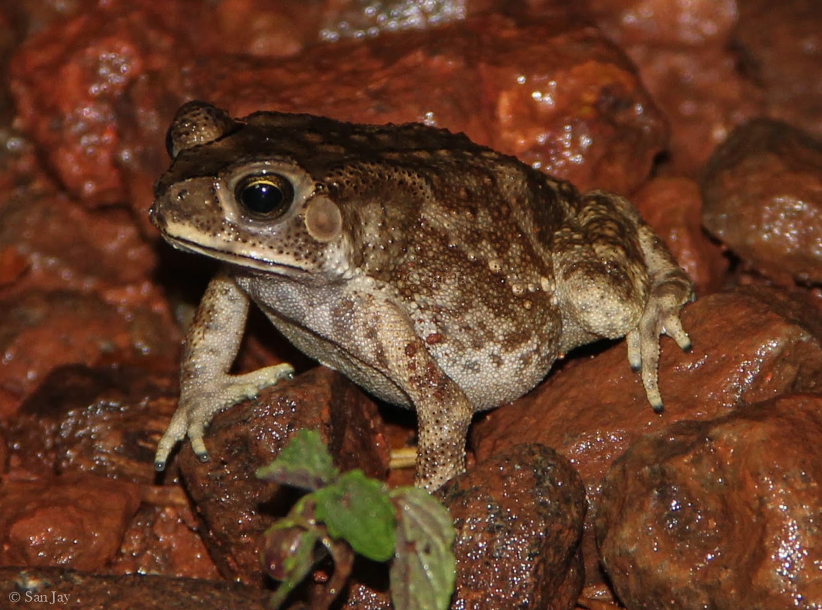 Common Indian Toad ( Duttaphrynus melanostictus )