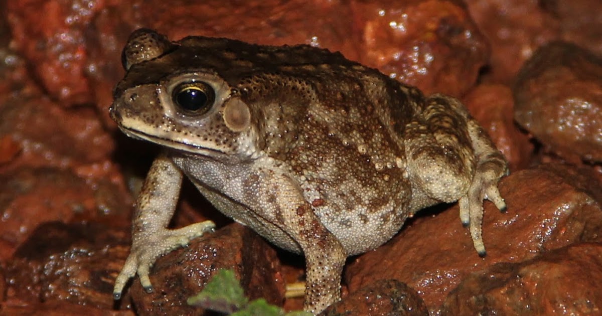 Common Indian Toad ( Duttaphrynus melanostictus )