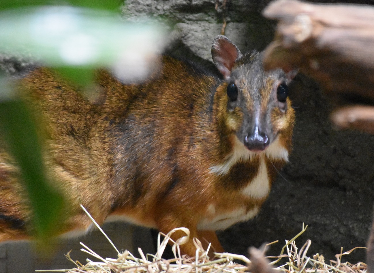 ZOOTOGRAFIANDO (6.100 ANIMALS): CIERVO RATÓN KANCHIL / LESSER ...