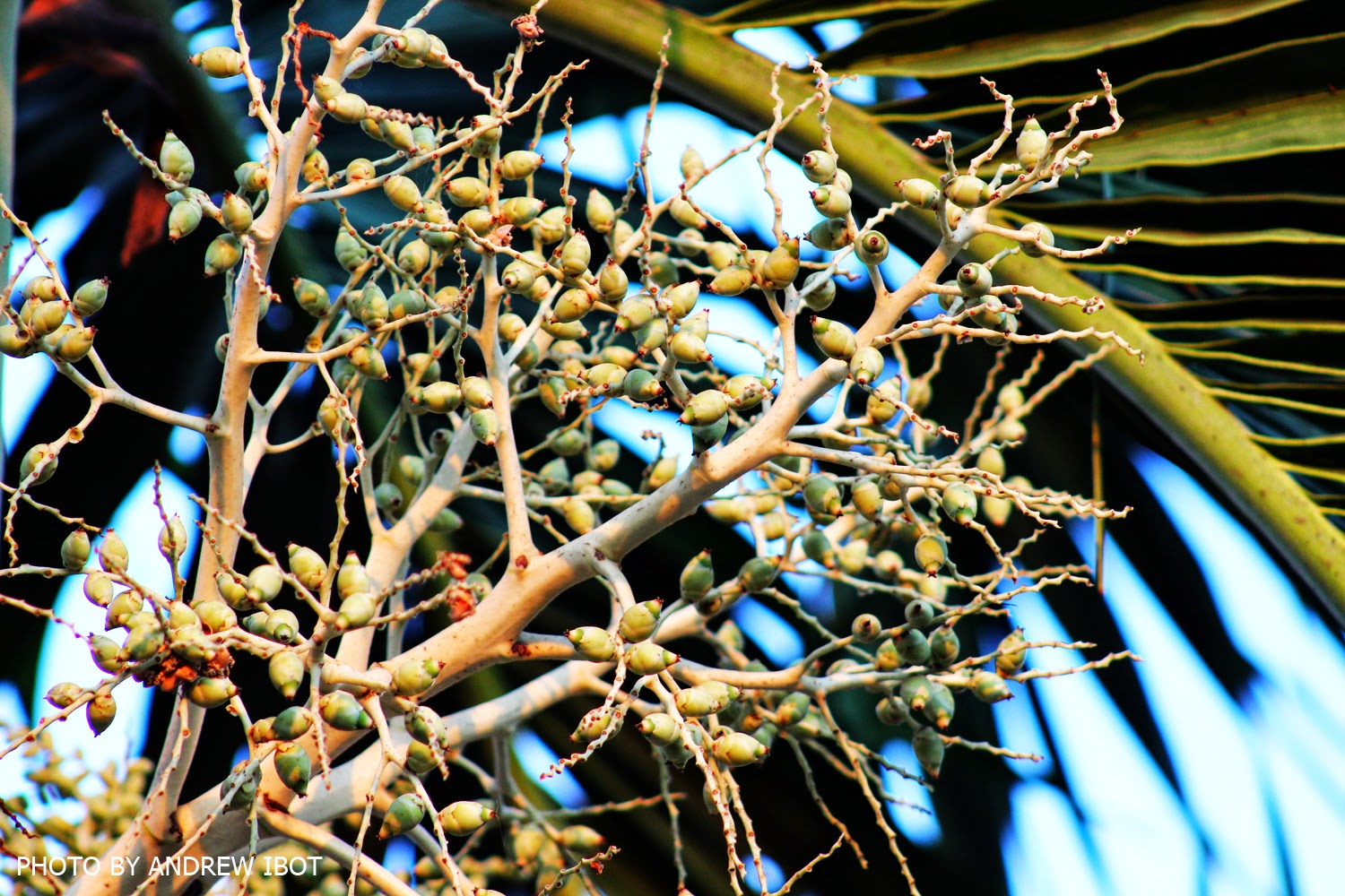 Ako si ANDREW IBOT!: Bunga (Areca catechu L.)