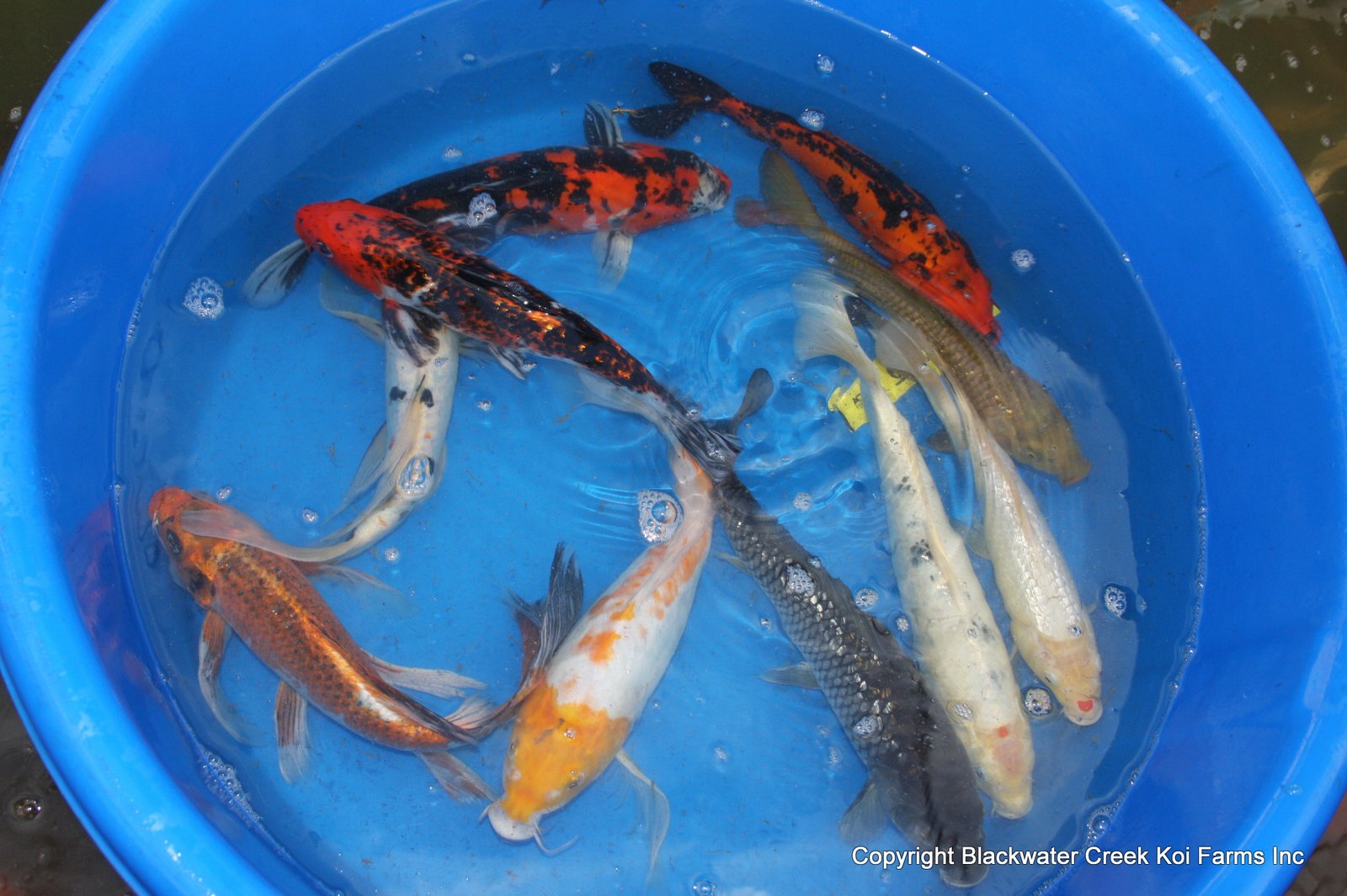 The Blackwater Blog: Cheap Koi for Sale