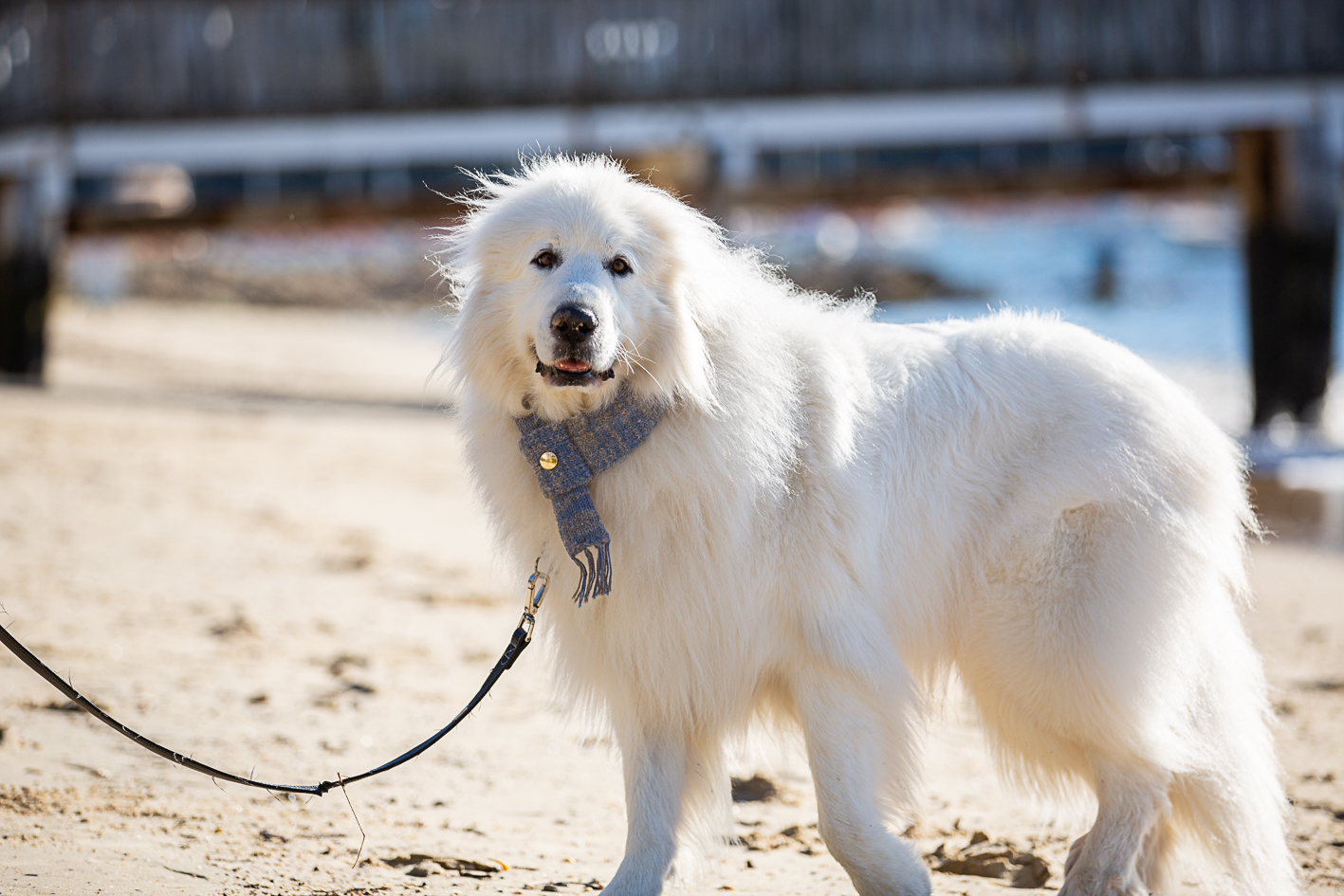 Win a Kotes&Mags Skarf Set for a Dog Mum | Australian Dog Lover