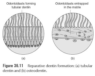 Dentin 1 (dentin structure) l Oral histology and biology MCQs for ...