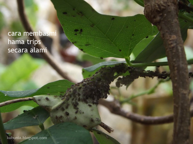 Kebun Mania Bertanam Tak Harus Di Tanah: Cara Cepat Memberantas Hama ...