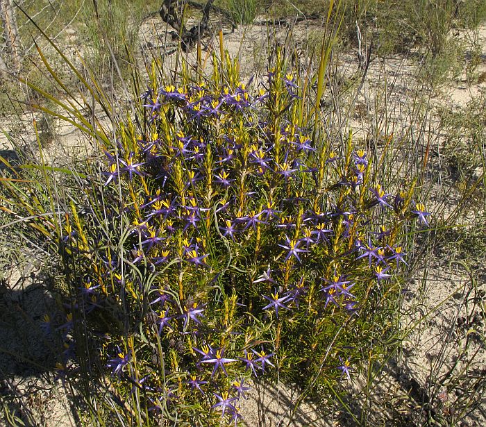 Esperance Wildflowers: Calectasia grandiflora - Blue Tinsel Lily