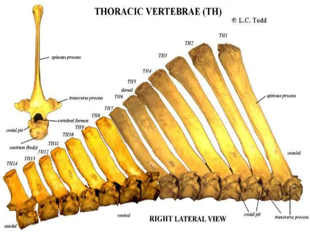 3 different joints of animal body - Ganeral Plan - Arthrology