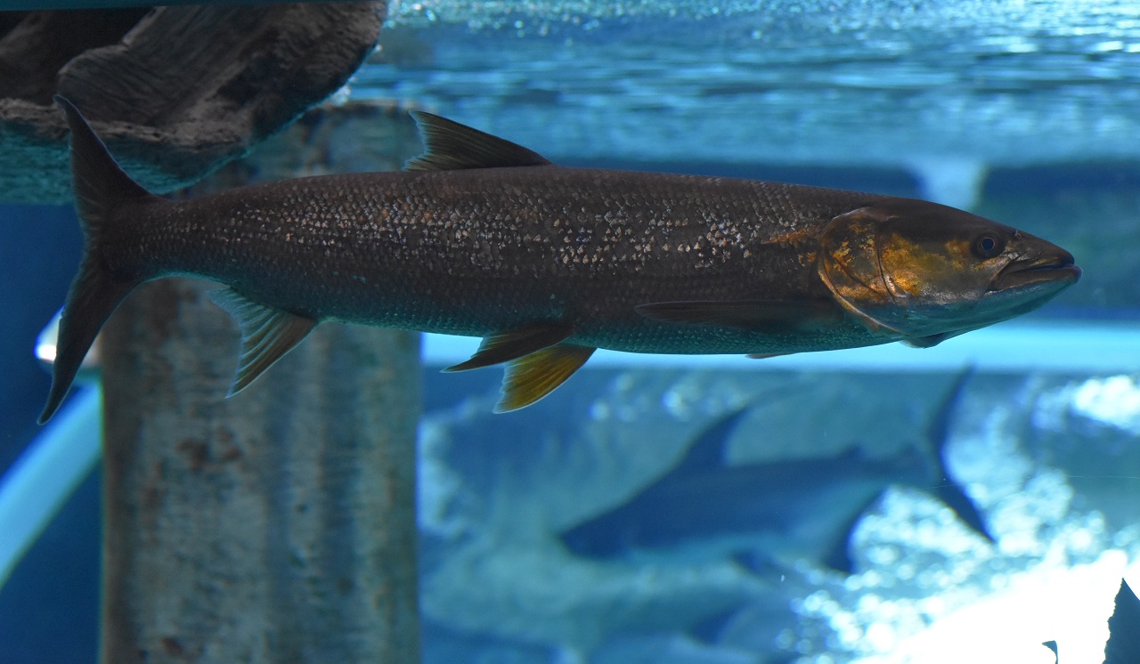 ZOOTOGRAFIANDO (6.096 ANIMALS): CARPA DE MEJILLA AMARILLA / YELLOWCHEEK ...