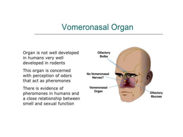 EXAMS AND ME : Jacobsons Organ