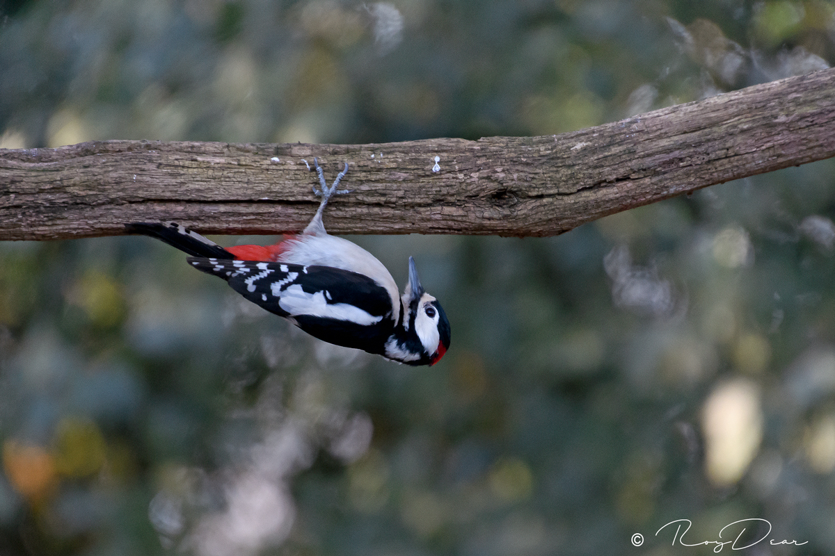 Foto's: Grote bonte specht