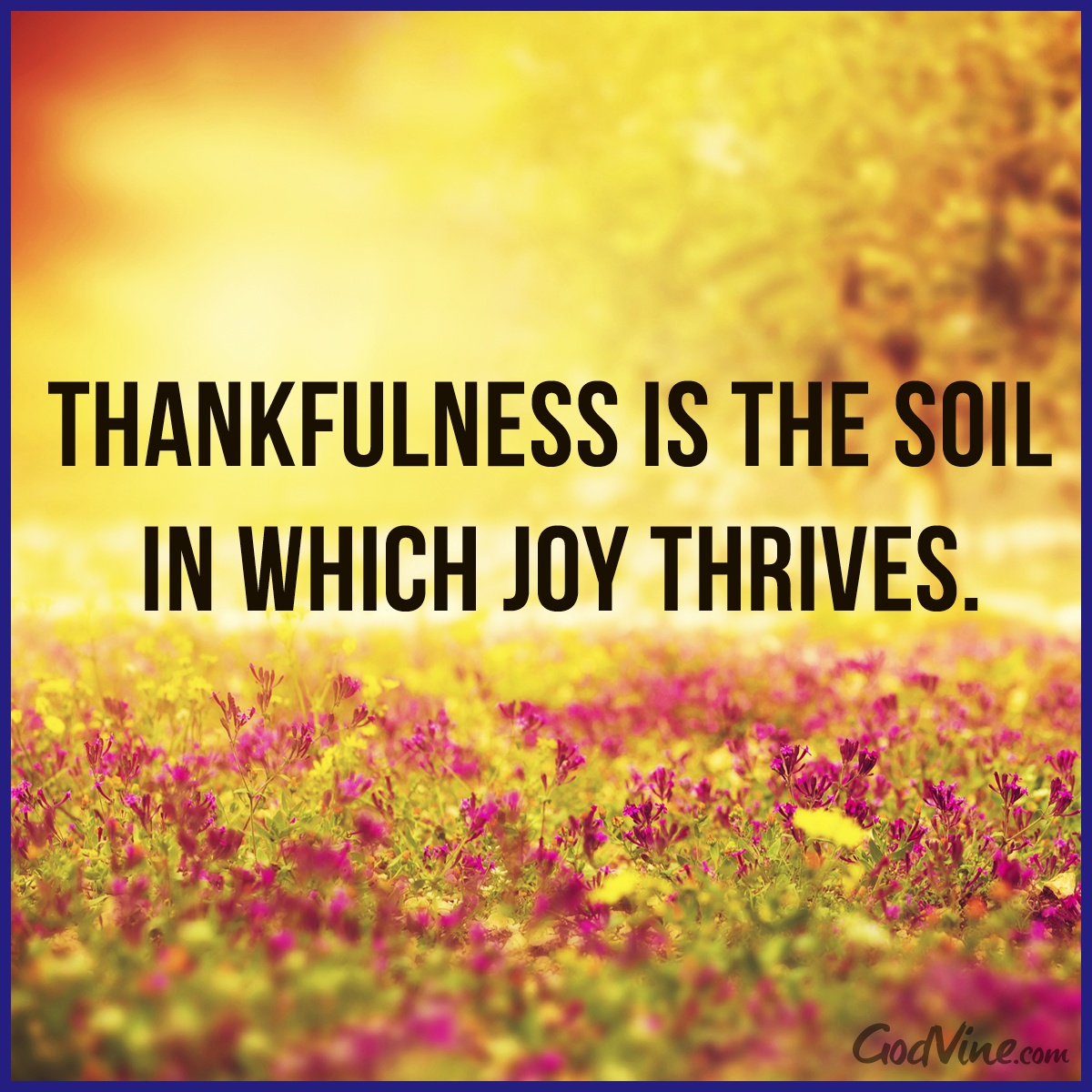 HOW THANKFULNESS CAN LIFT YOU UP! - ARK OF THE CREATOR