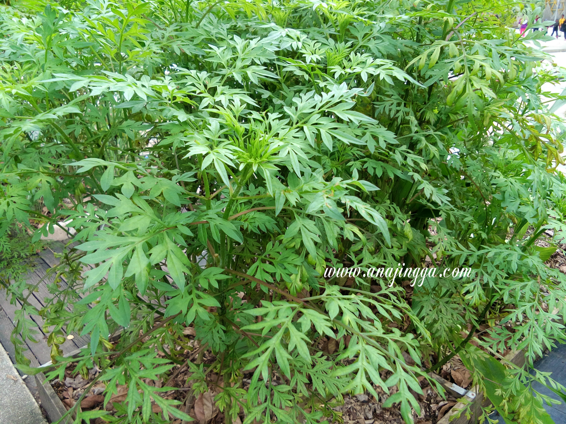 Tanaman Yang Sesuai Untuk Edible Garden