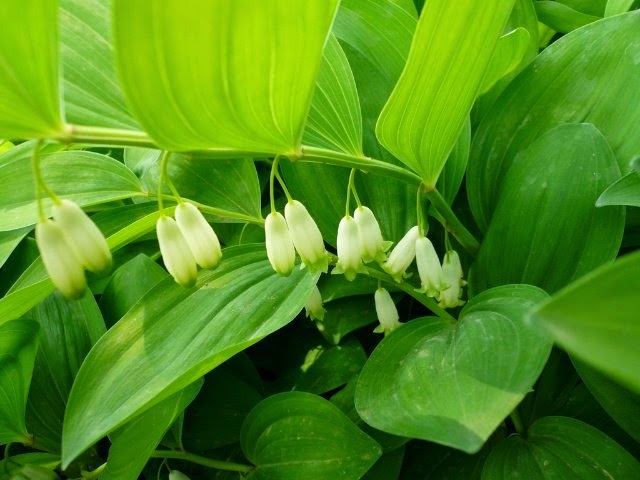 Solomon's Seal Tea Benefits ~ Healthy Tea 101