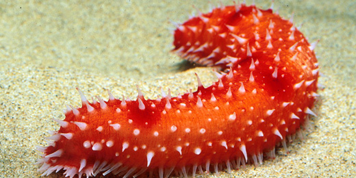 Sea Cucumbers ~ Aquatic Animals