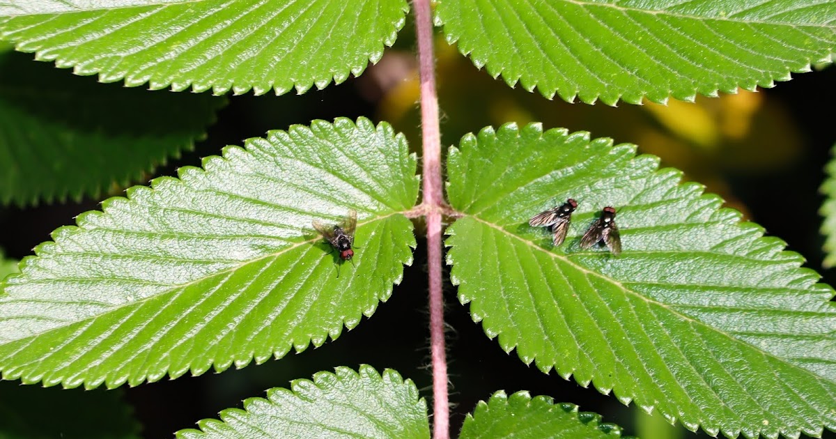 Cuaderno de campo. Naturaleza de Canarias: Hydrotaea sp.