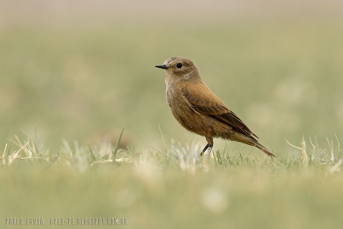 mis fotos de aves: Lessonia oreas Sobrepuesto Puneño Andean Negrito